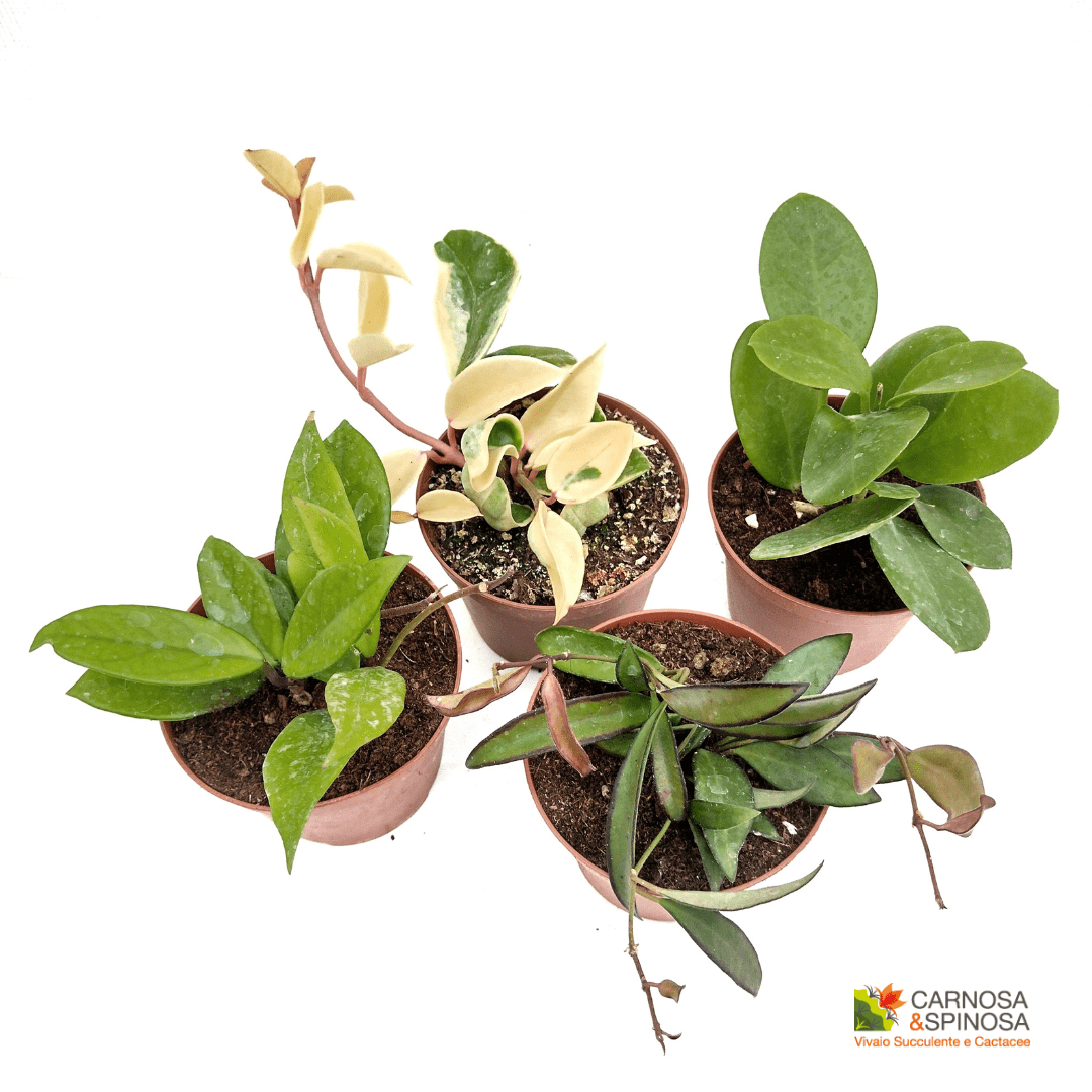 Hoya Mix Basic (4 talee radicate) vaso 10cm - Carnosa & Spinosa